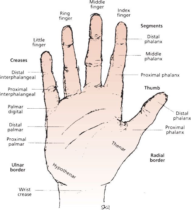 Hand Injuries Anesthesia Key Hand Injuries Anesthesia Key