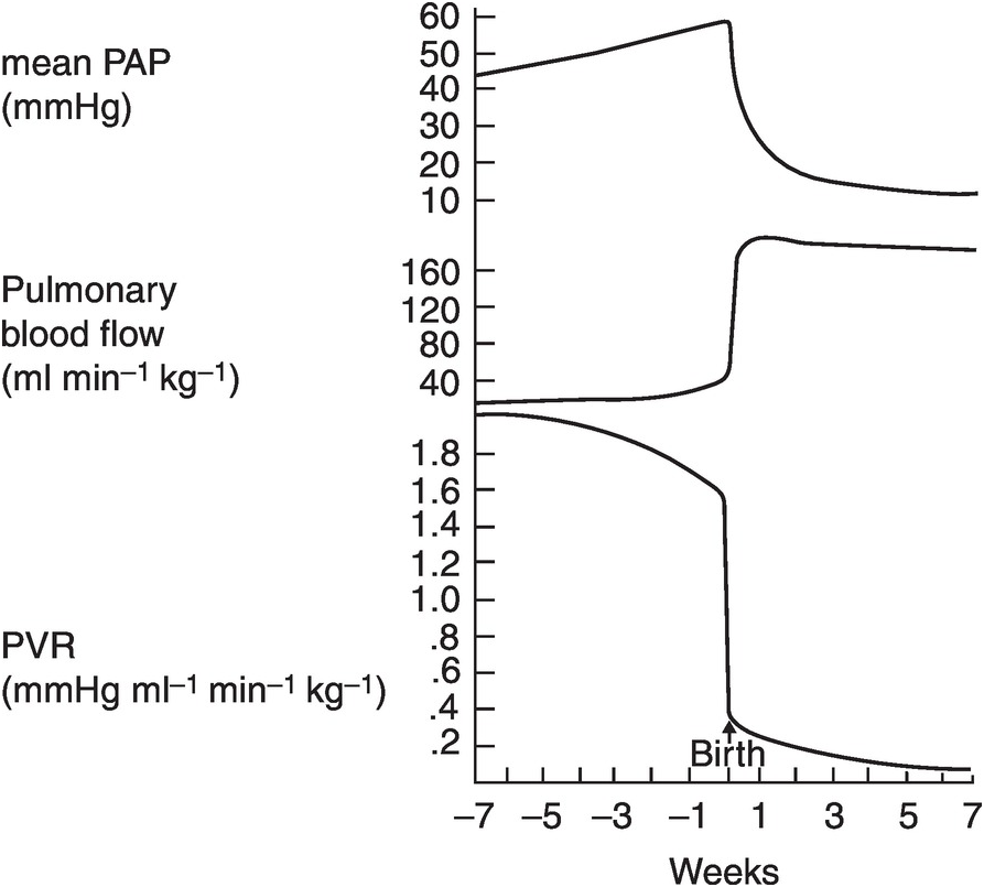 Chapter 20 – General Principles and Conduct of Paediatric Cardiac ...