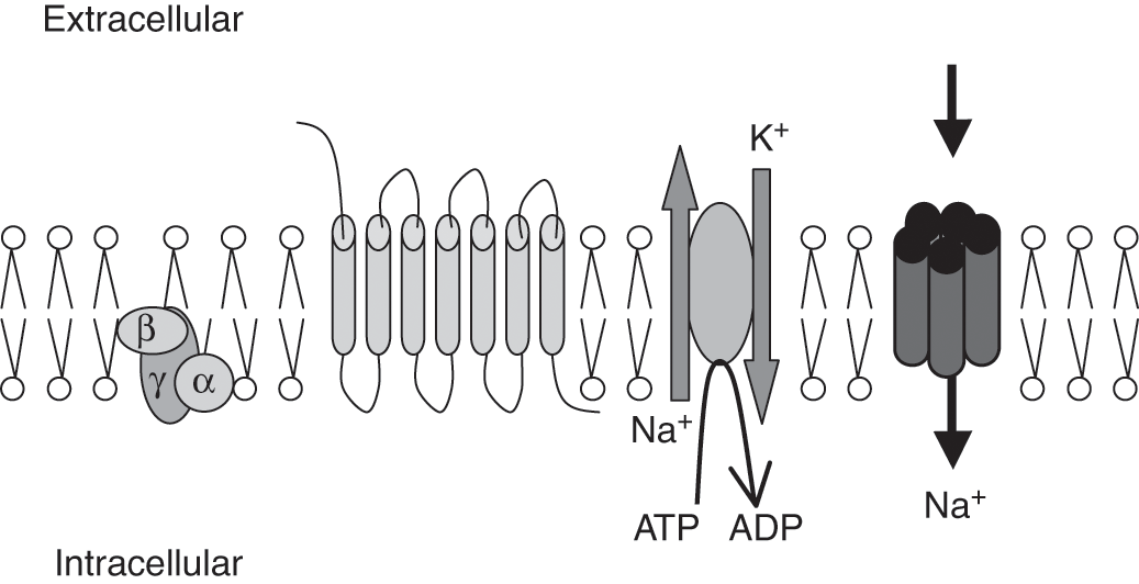 Chapter 1 – Drug Passage across the Cell Membrane | Anesthesia Key